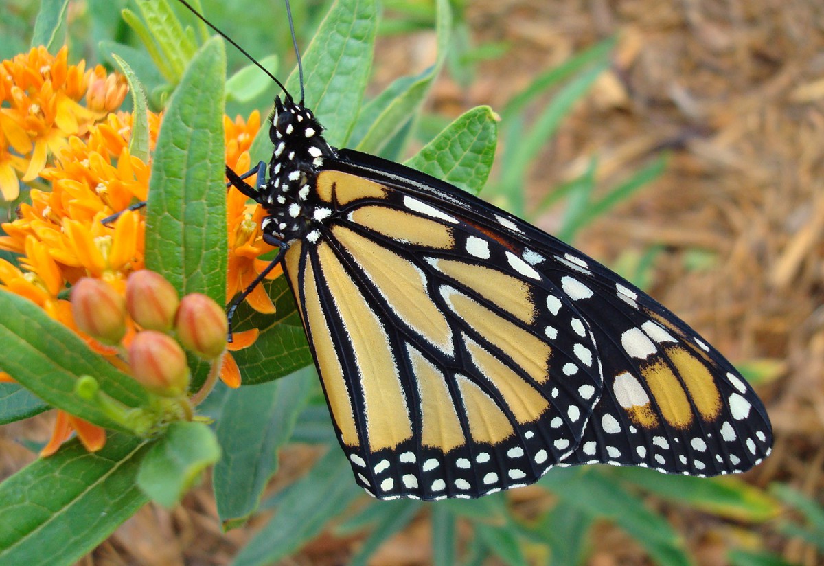 Landscaping for Pollinators - Jersey-Friendly Yards