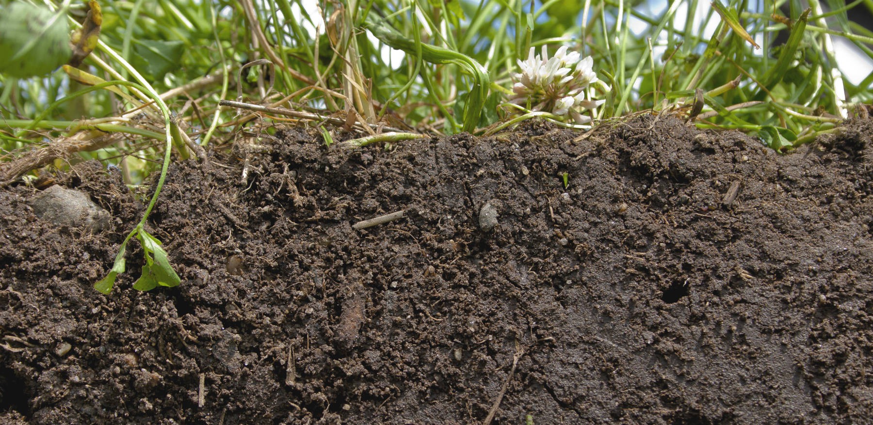 Healthy Soils, Healthy Waters - Jersey-Friendly Yards
