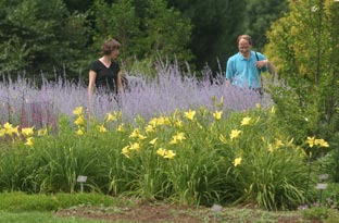 Native Plants in Public Gardens - Jersey-Friendly Yards