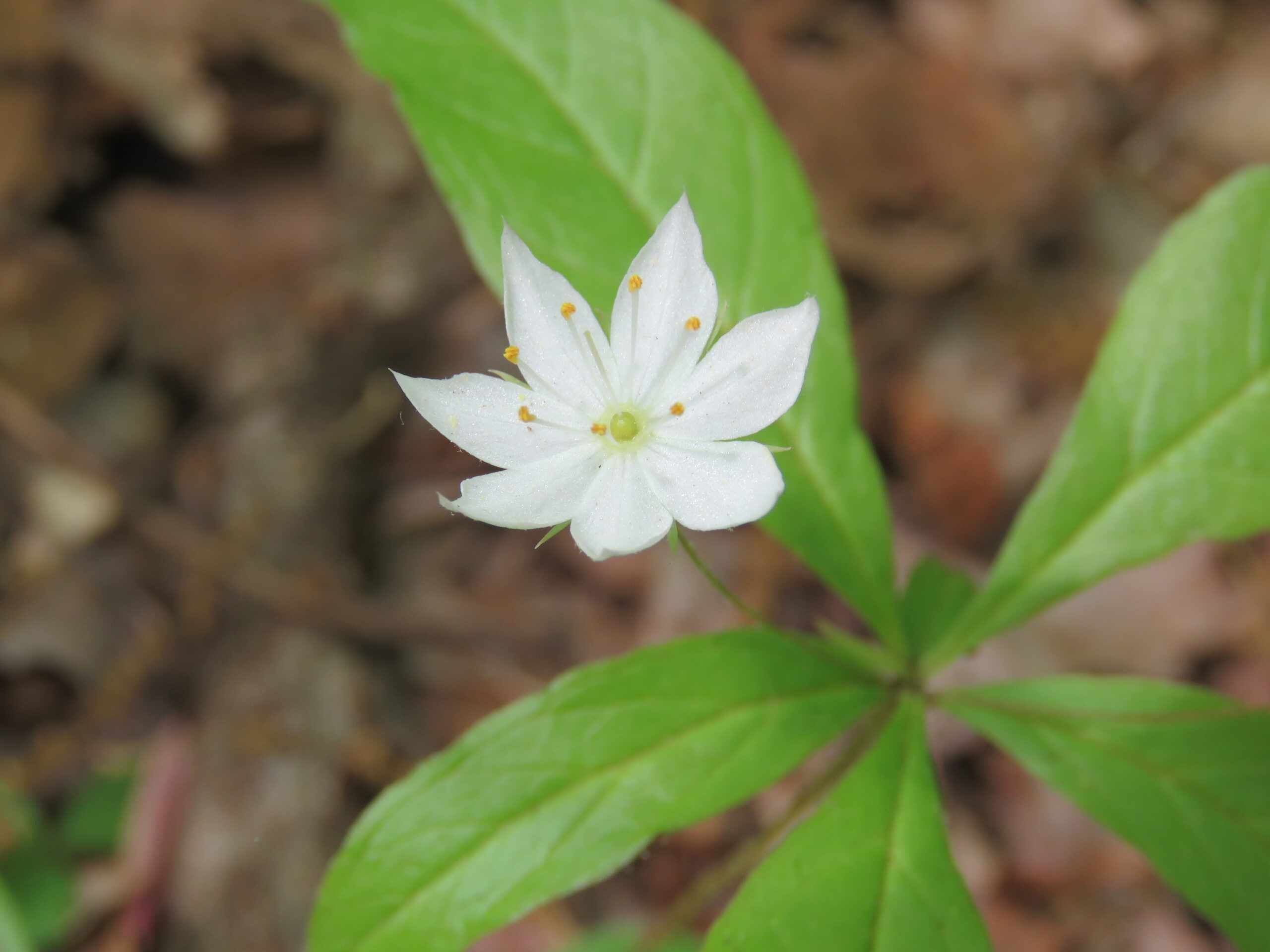 Trientalis borealis - Jersey-Friendly Yards