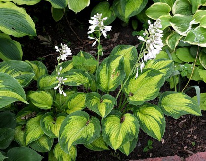 Hosta spp. - Jersey-Friendly Yards